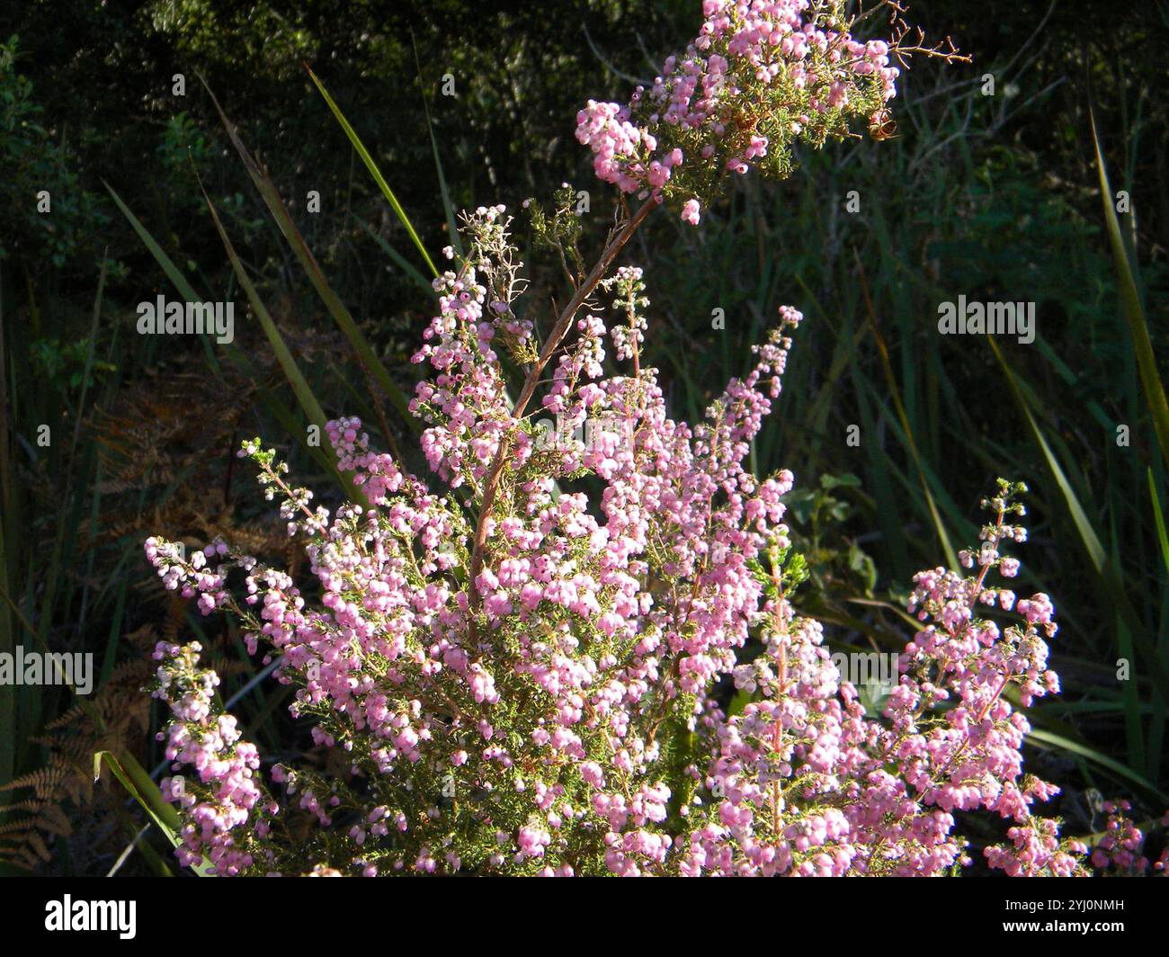 Hairyflower Heath (Erica hirtiflora Stock Photo - Alamy