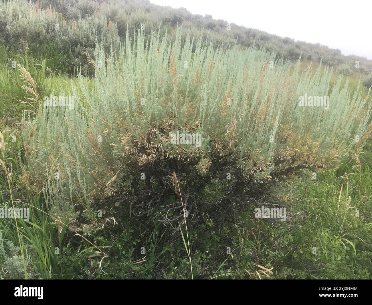 Big Sagebrush (Artemisia tridentata Stock Photo - Alamy