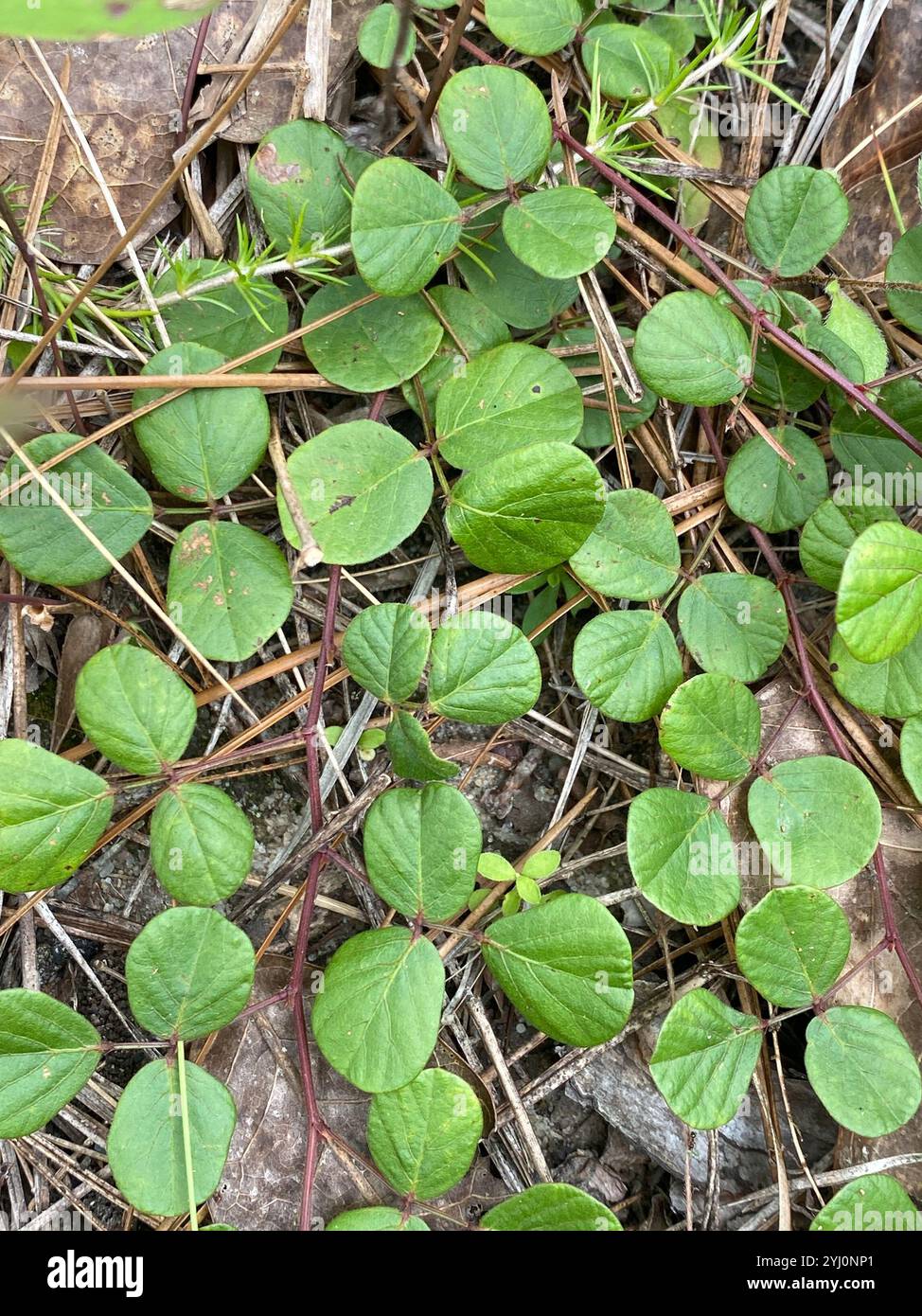 Sand Ticktrefoil (Desmodium lineatum Stock Photo - Alamy