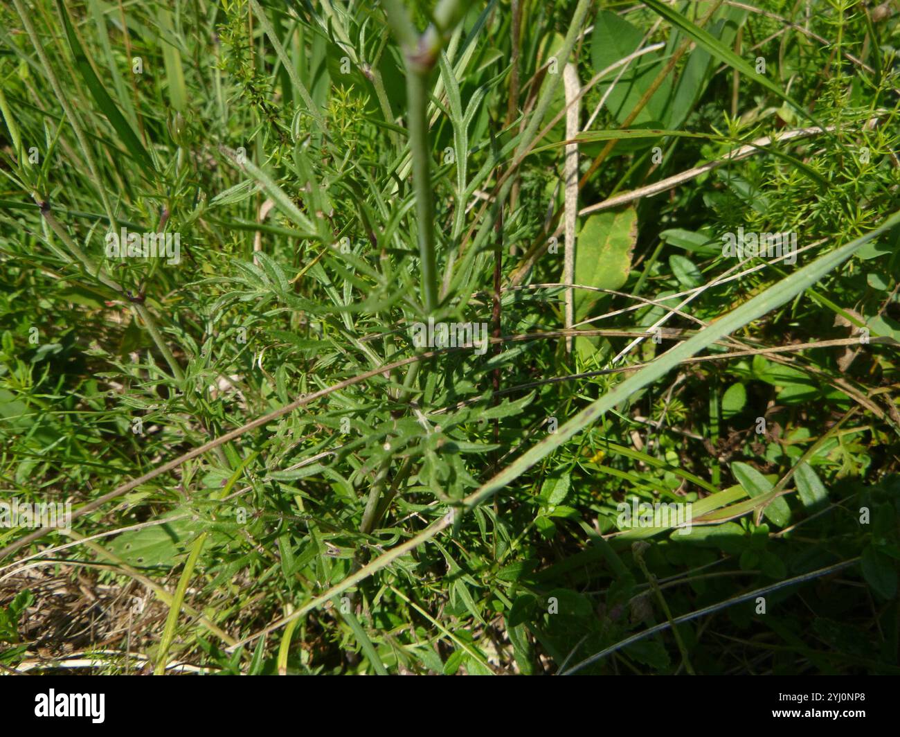 Small Scabious (Scabiosa columbaria Stock Photo - Alamy