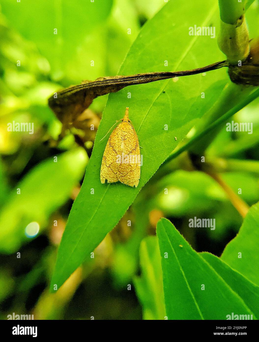 Reticulated Fruitworm Moth (Cenopis reticulatana Stock Photo - Alamy