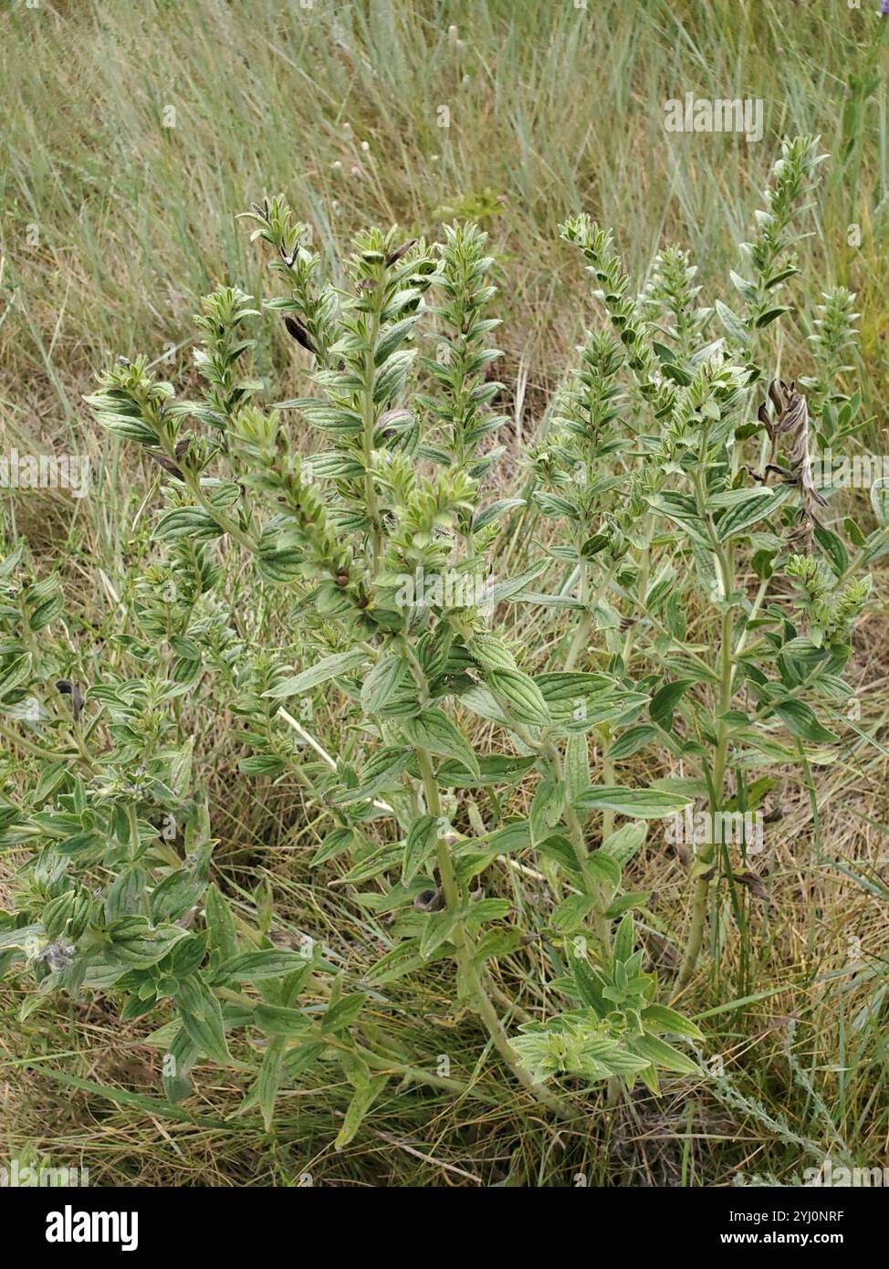 western false gromwell (Lithospermum occidentale Stock Photo - Alamy