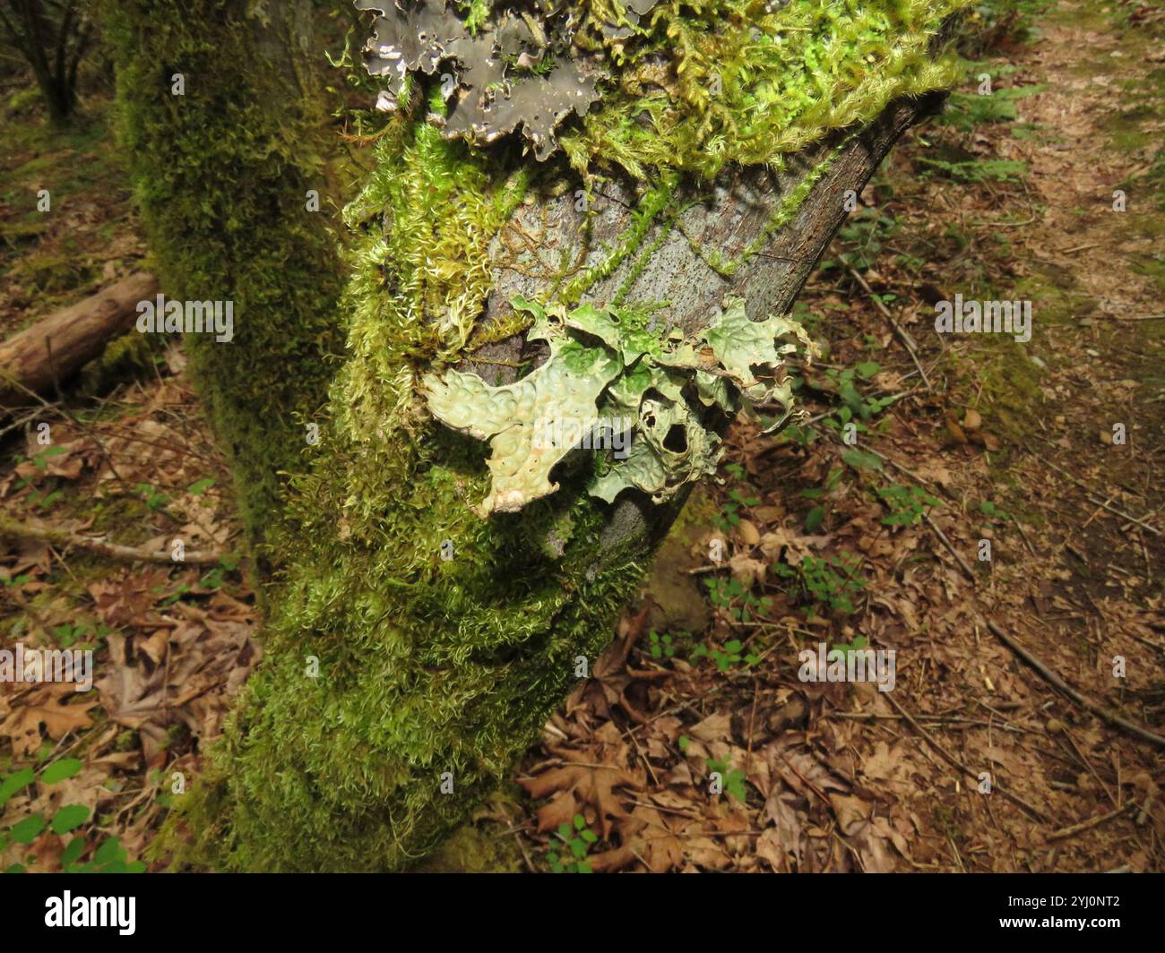 Tree Lungwort (Lobaria pulmonaria Stock Photo - Alamy