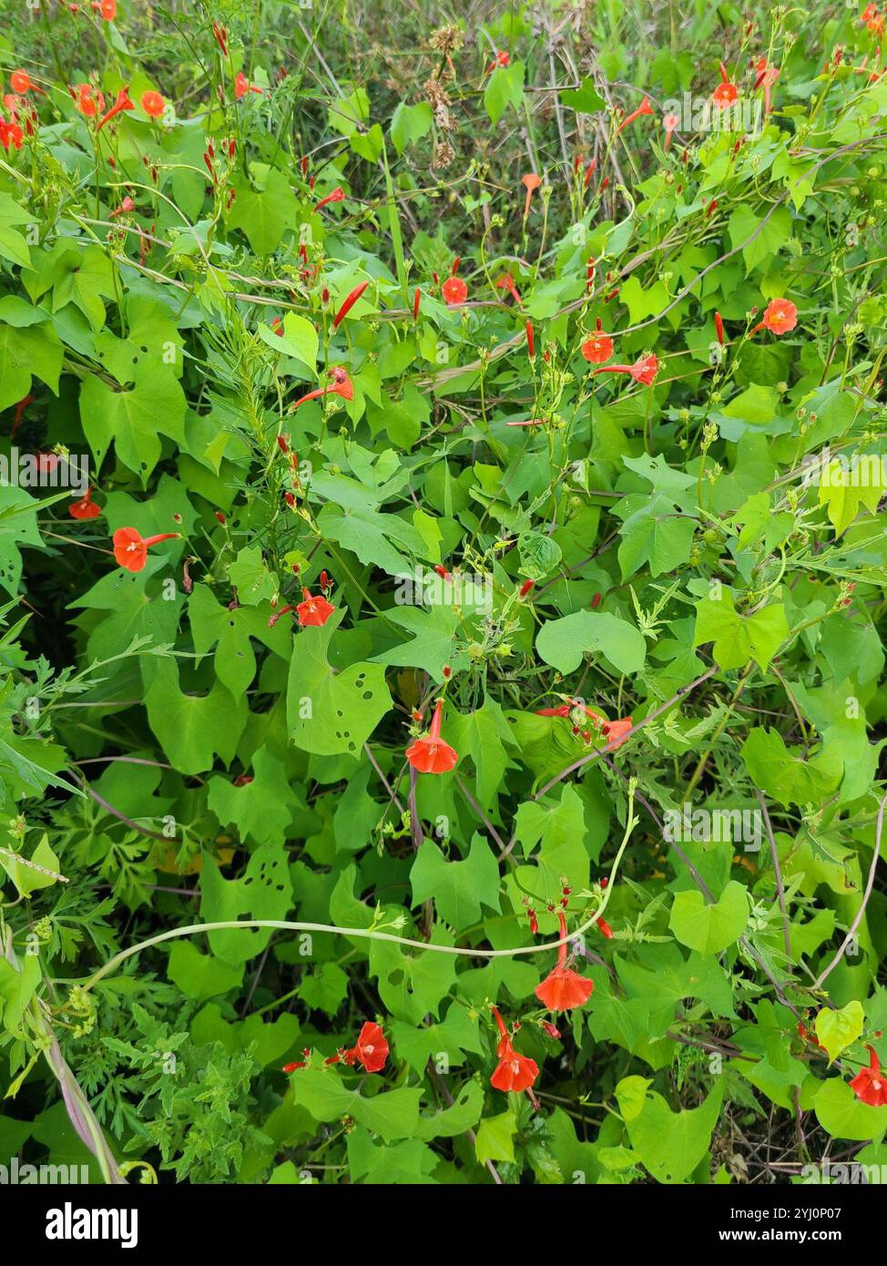 scarlet creeper (Ipomoea hederifolia Stock Photo - Alamy