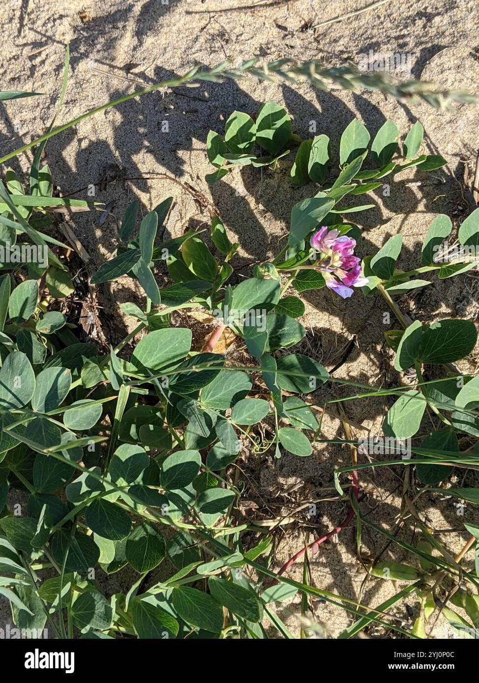 seaside pea (Lathyrus japonicus Stock Photo - Alamy