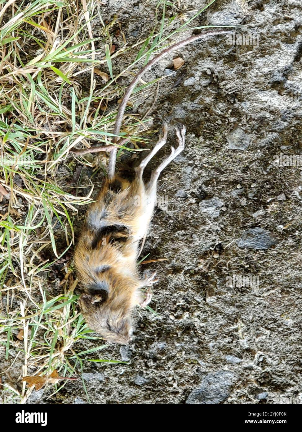 Pacific jumping mouse hi-res stock photography and images - Alamy