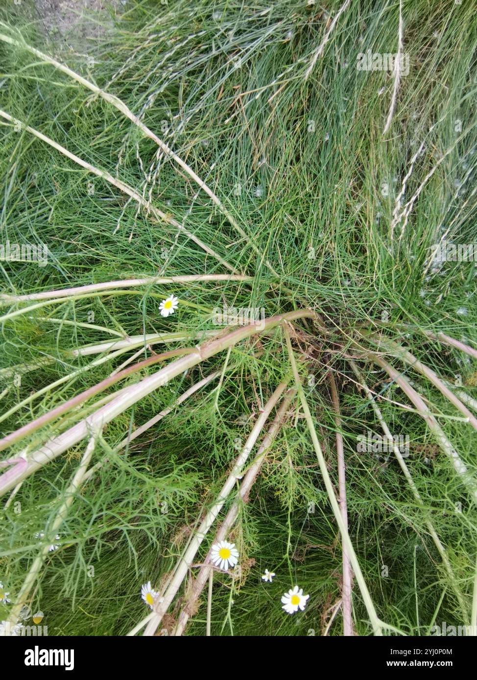 scentless mayweed (Tripleurospermum inodorum Stock Photo - Alamy