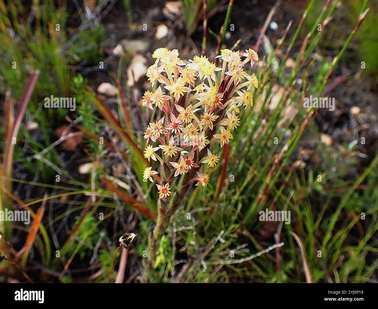 Woolly Capespray (Struthiola tomentosa Stock Photo - Alamy