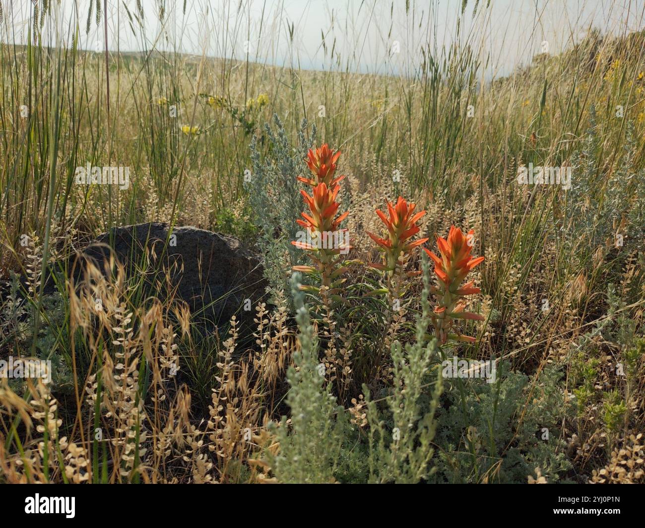 Wholeleaf Paintbrush (Castilleja integra Stock Photo - Alamy