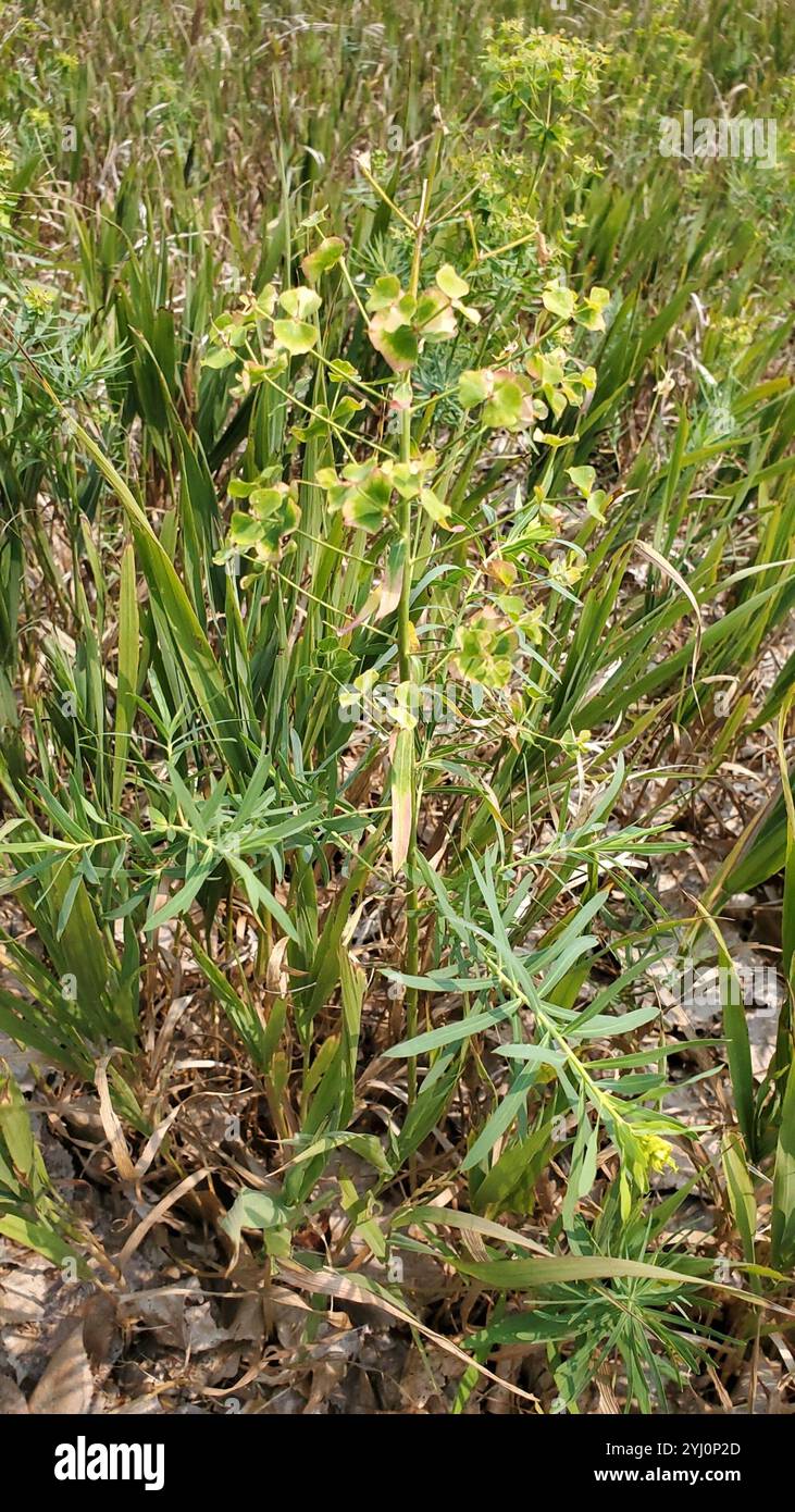 leafy spurge (Euphorbia esula Stock Photo - Alamy