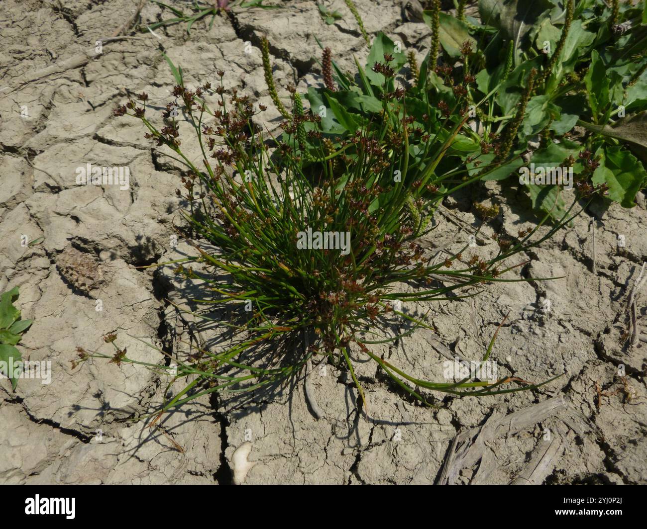 Jointed rush (Juncus articulatus Stock Photo - Alamy
