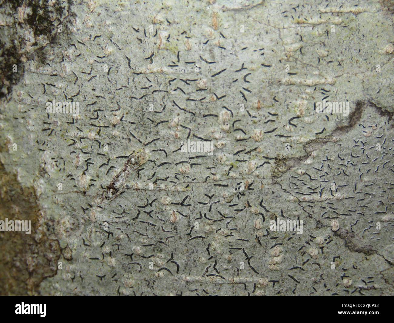 Common Script Lichen (Graphis scripta Stock Photo - Alamy
