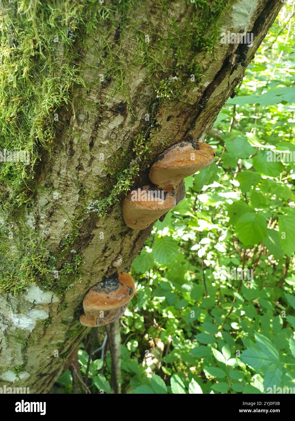 Willow Bracket (Phellinus igniarius Stock Photo - Alamy
