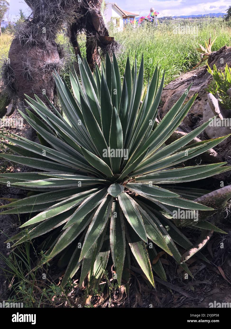 Caribbean Agave (Agave angustifolia Stock Photo - Alamy