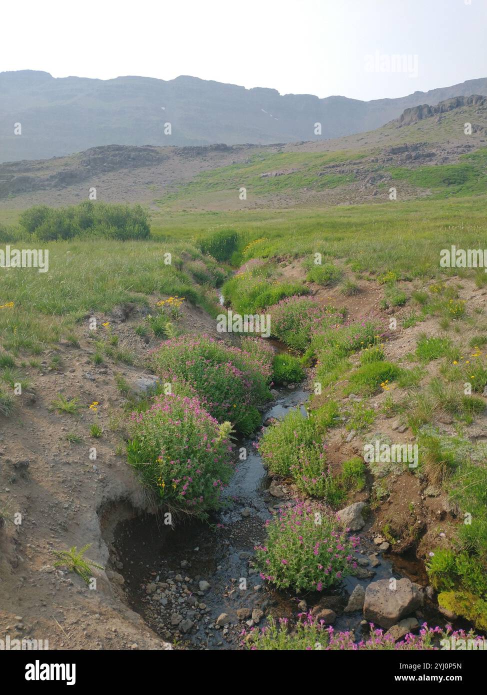 Lewis' monkeyflower (Erythranthe lewisii Stock Photo - Alamy