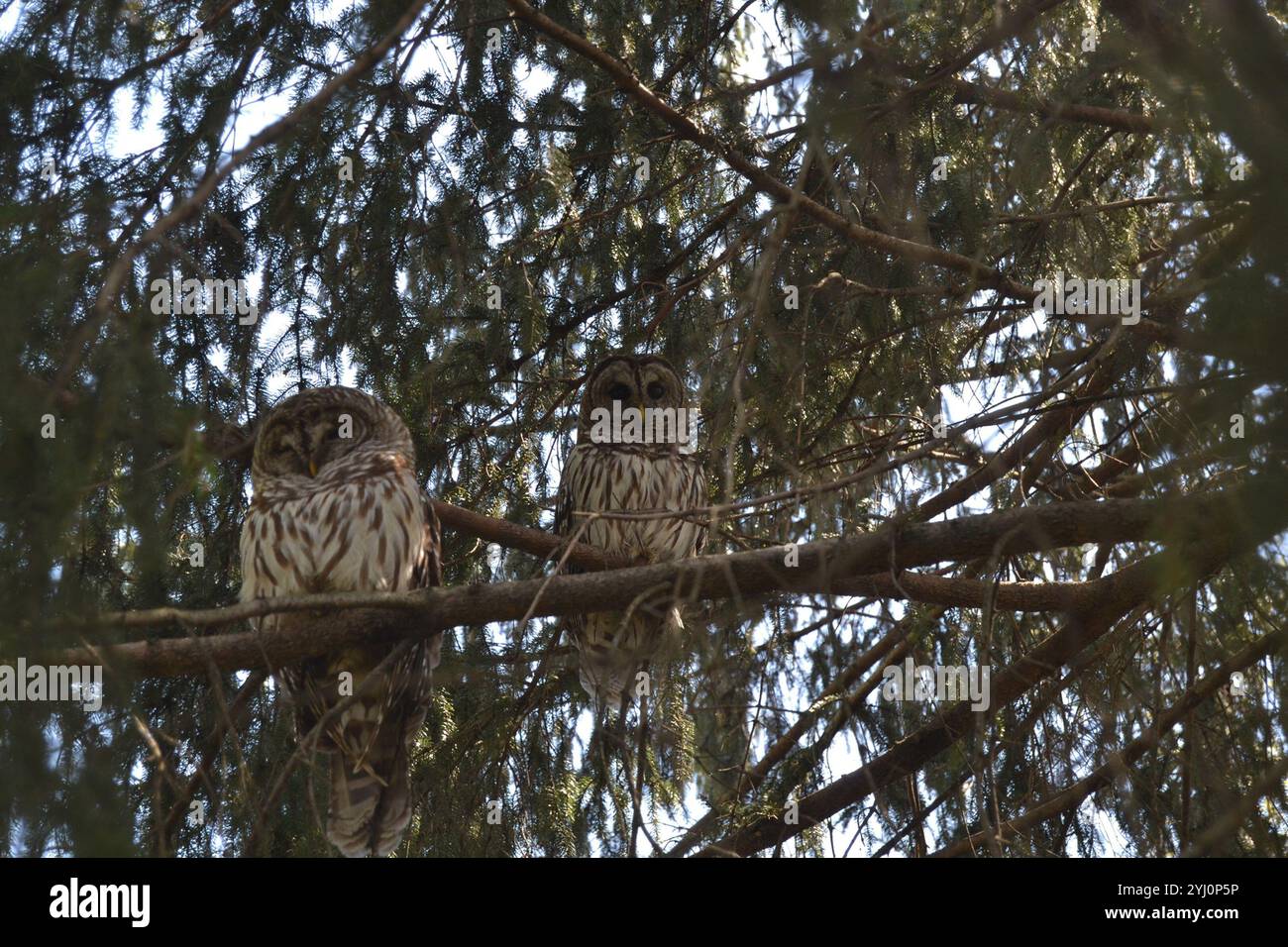Barred Owl (Strix varia Stock Photo - Alamy