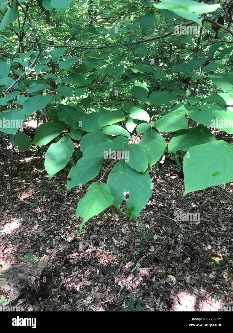 Bigleaf Snowbell (Styrax grandifolius Stock Photo - Alamy