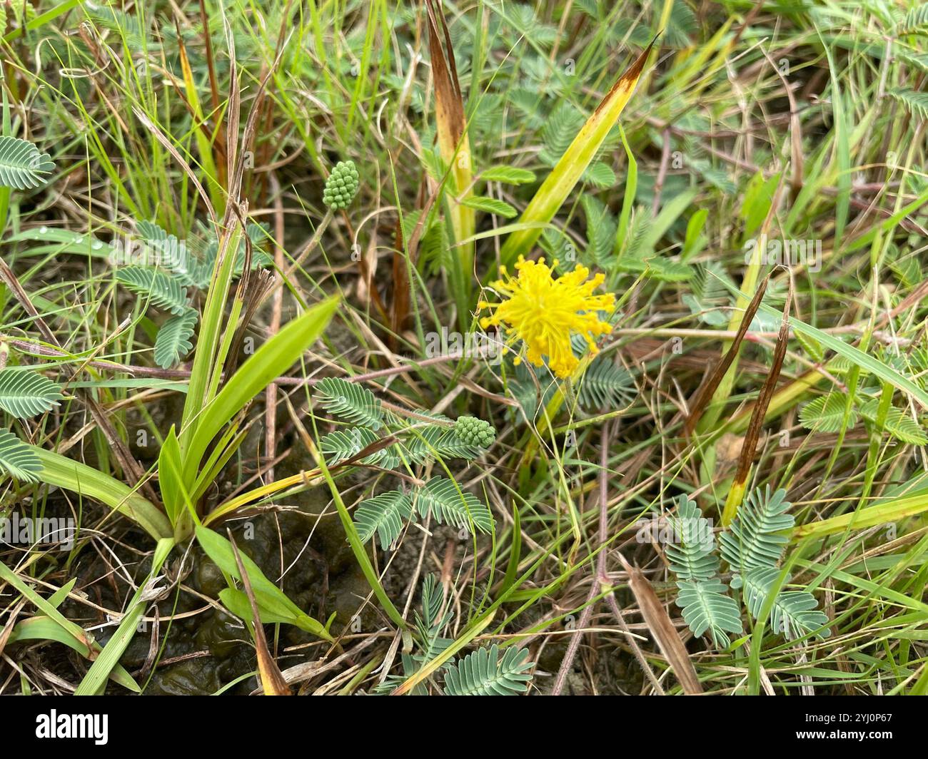 Yellow Puff (Neptunia lutea Stock Photo - Alamy
