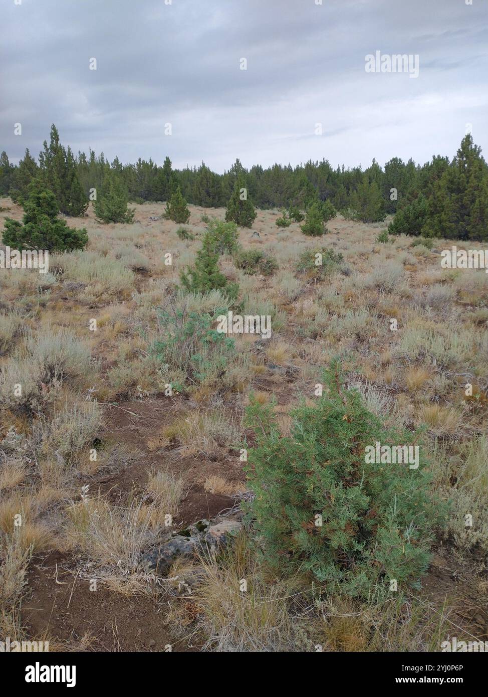 western juniper (Juniperus occidentalis Stock Photo - Alamy