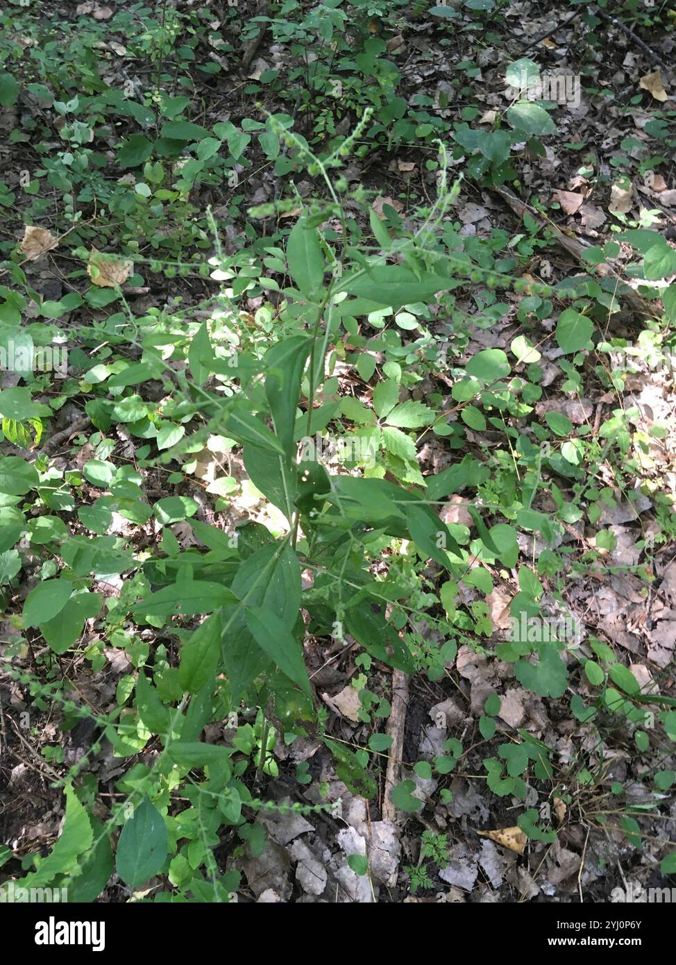 virginia stickseed (Hackelia virginiana Stock Photo - Alamy