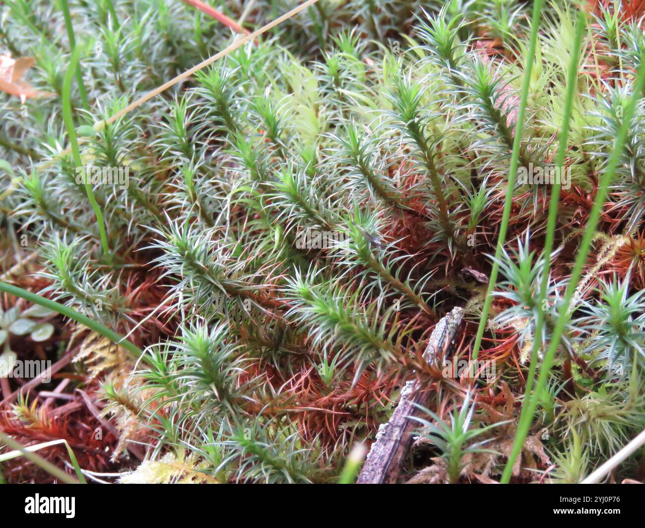 haircap mosses (Polytrichum Stock Photo - Alamy