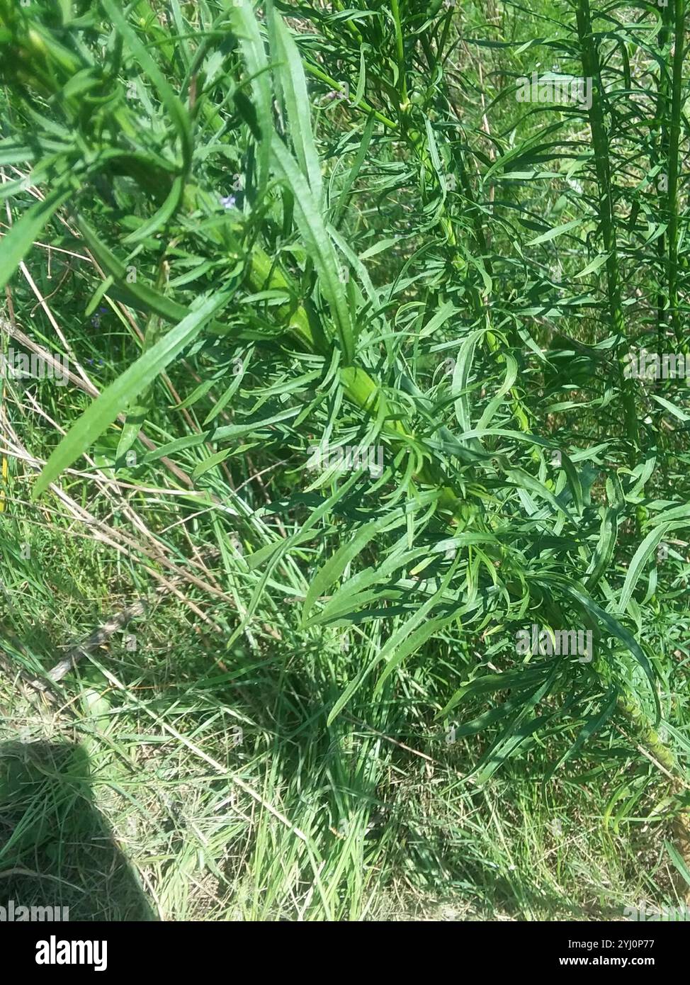 horseweed (Erigeron canadensis Stock Photo - Alamy