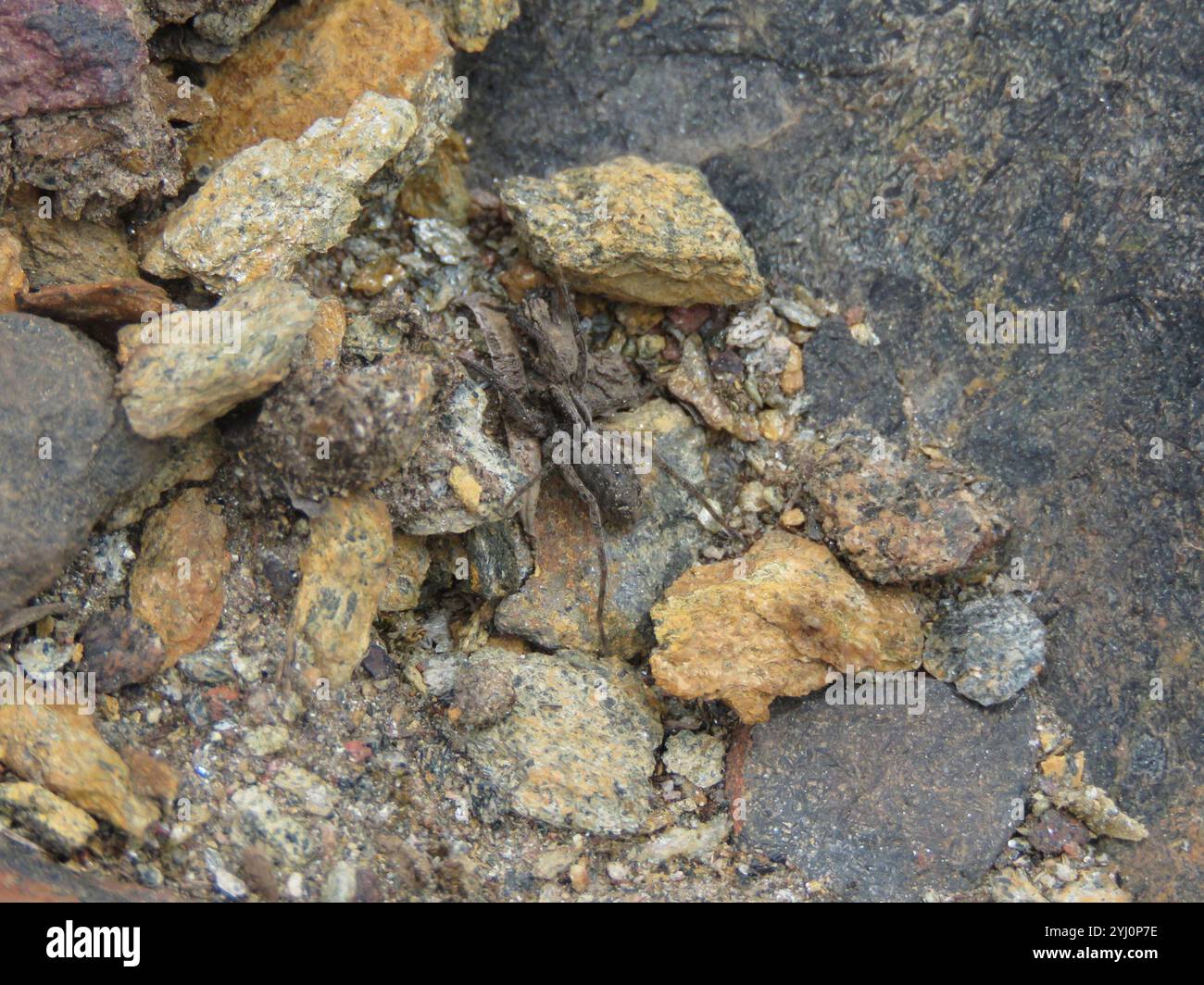 Brush-legged Spiders (Schizocosa Stock Photo - Alamy