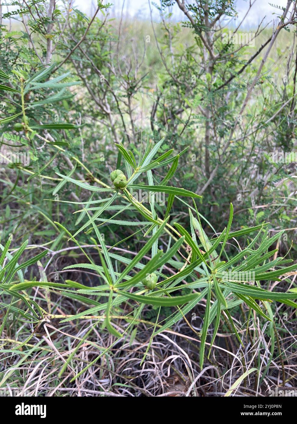 Texas Stillingia (Stillingia texana Stock Photo - Alamy