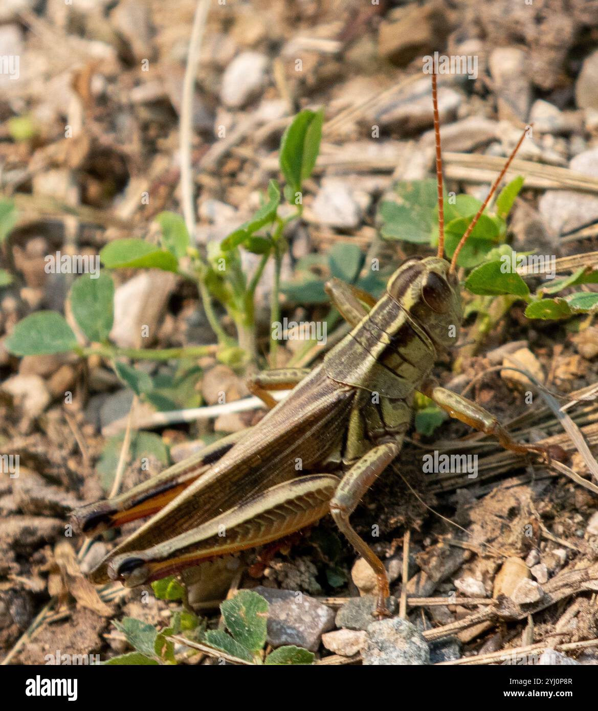 Two-striped Grasshopper (Melanoplus bivittatus Stock Photo - Alamy