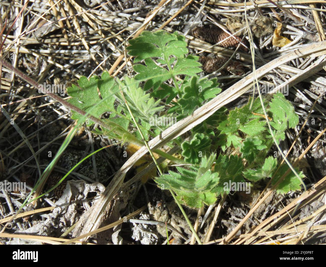 prairie smoke (Geum triflorum Stock Photo - Alamy