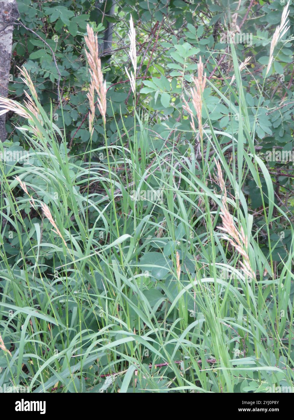 Smooth Brome (Bromus inermis Stock Photo - Alamy