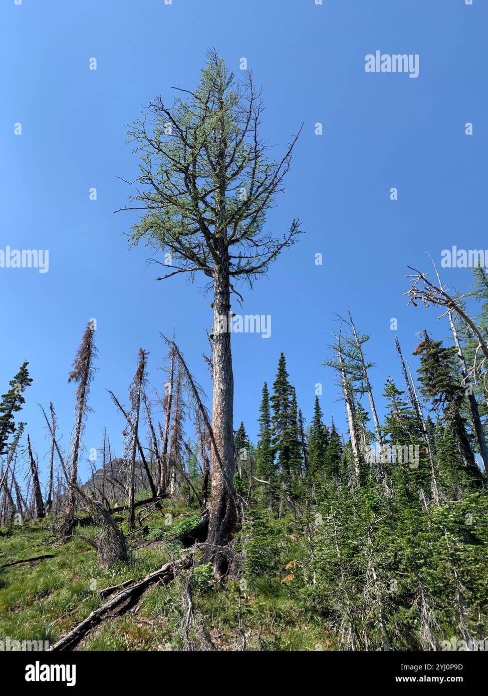 subalpine larch (Larix lyallii Stock Photo - Alamy