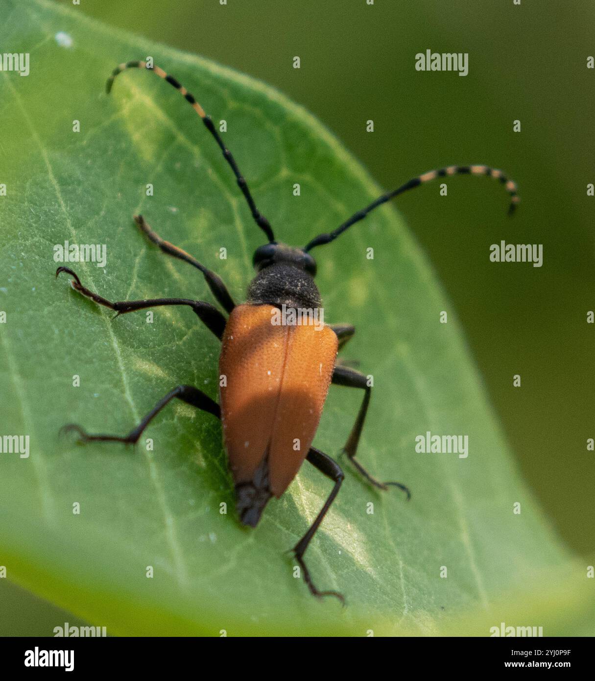 Red-winged Longhorn Beetle (Brachyleptura rubrica Stock Photo - Alamy