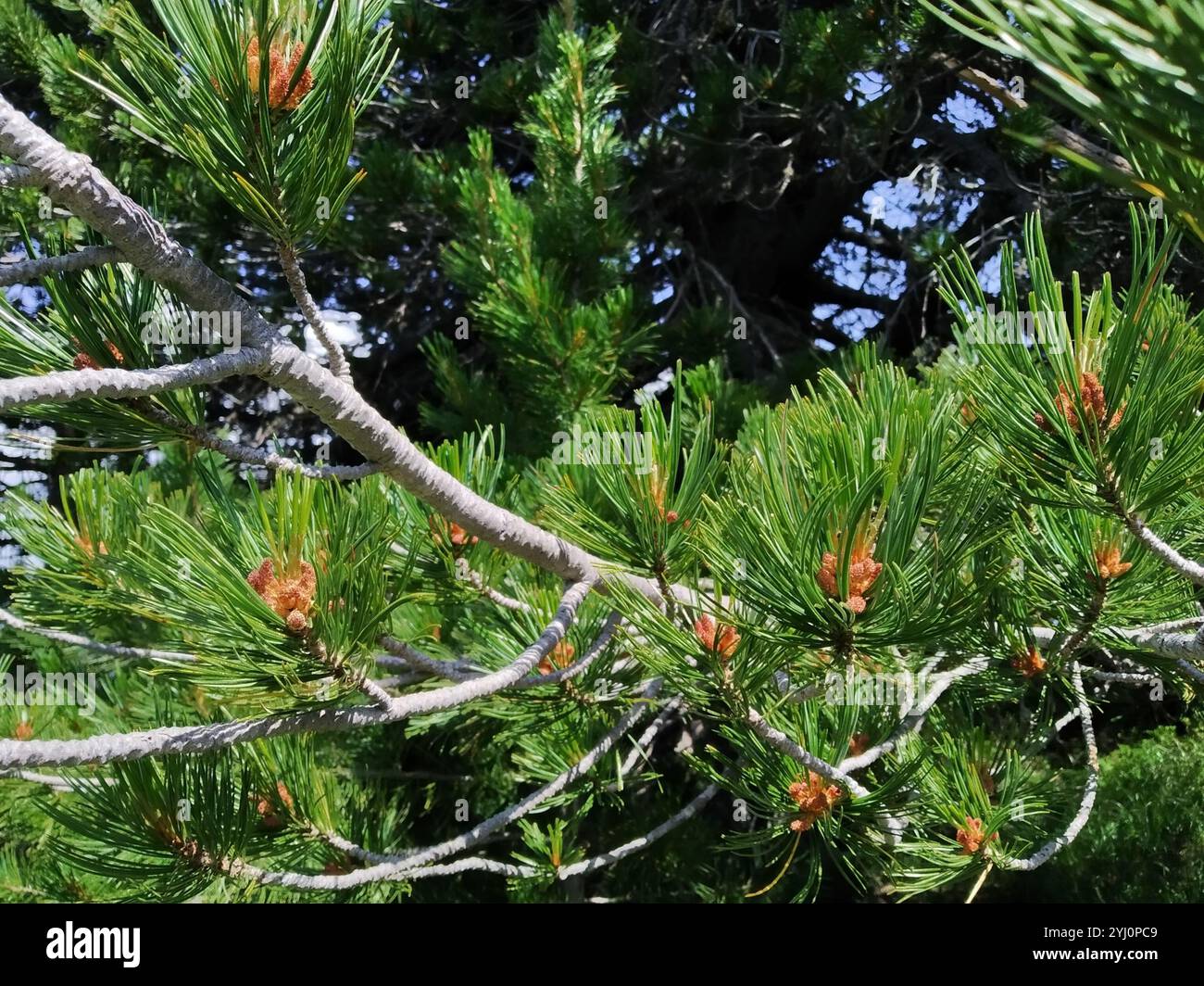 Swiss pine (Pinus cembra Stock Photo - Alamy