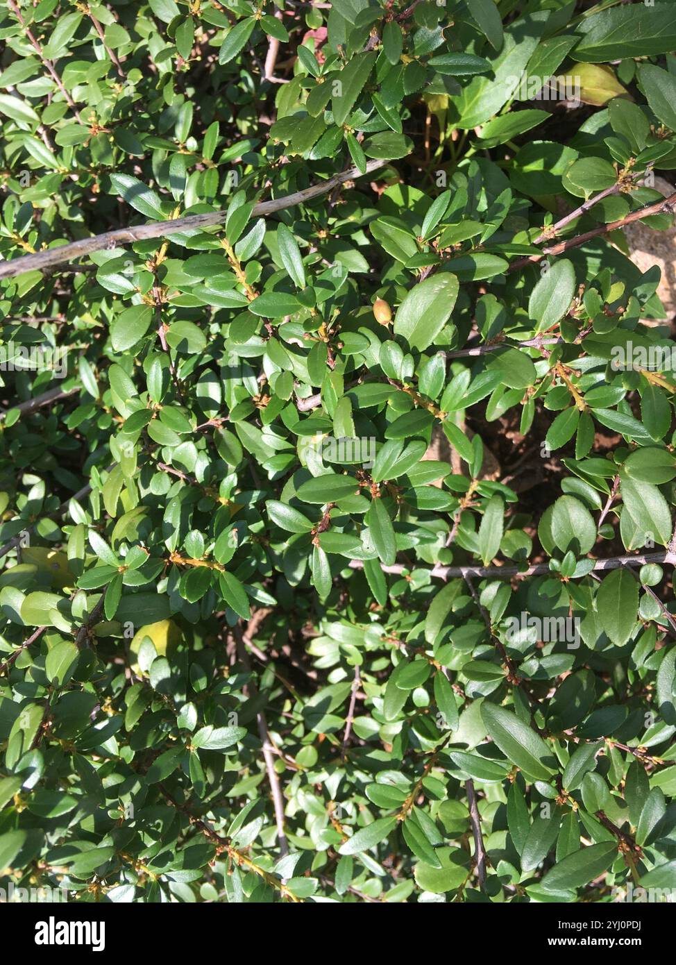 Oregon Boxwood (Paxistima myrsinites Stock Photo - Alamy