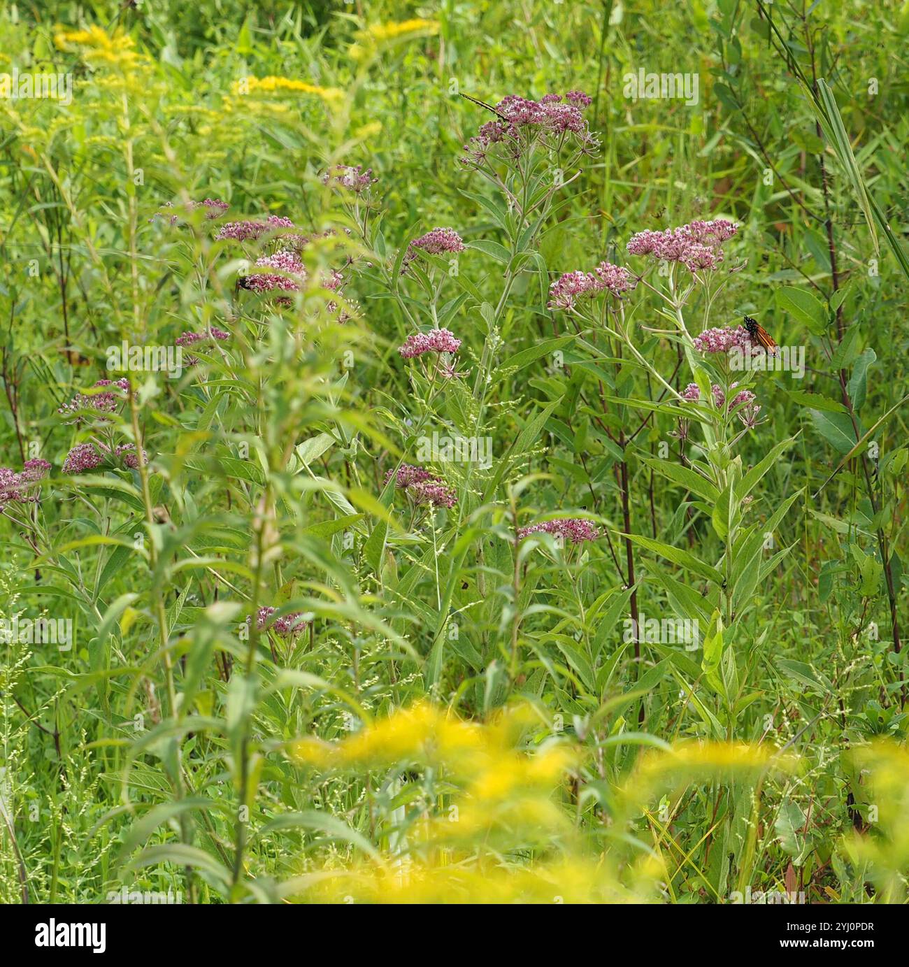 swamp milkweed (Asclepias incarnata Stock Photo - Alamy