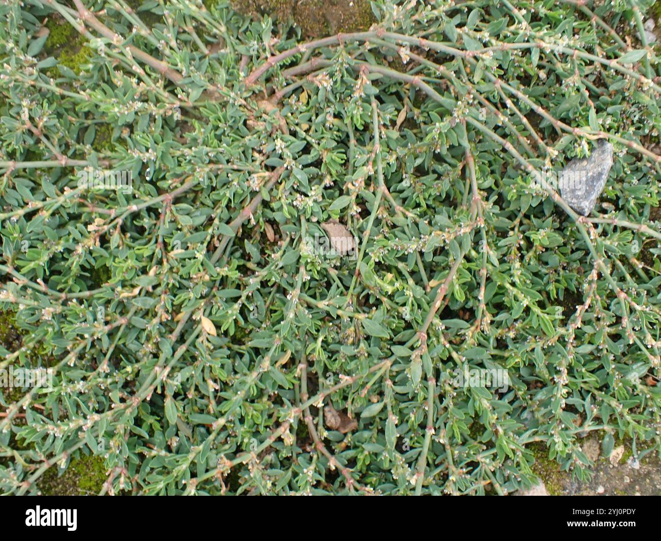 Oval Leaf Knotweed (Polygonum arenastrum Stock Photo - Alamy