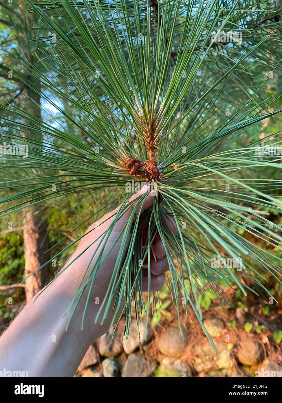 red pine (Pinus resinosa Stock Photo - Alamy