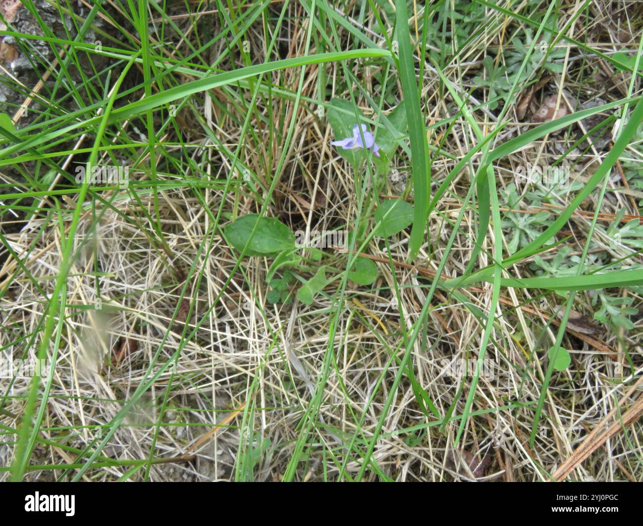 hookedspur violet (Viola adunca Stock Photo - Alamy
