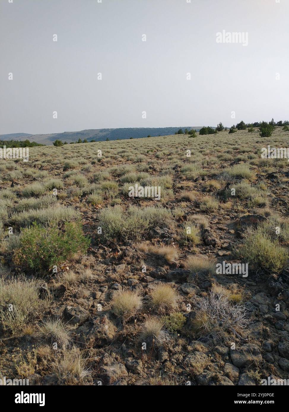 low sagebrush (Artemisia arbuscula Stock Photo - Alamy