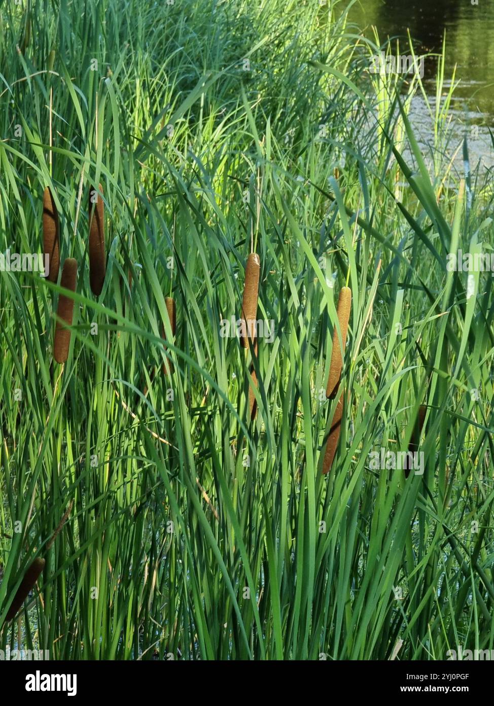 broadleaf cattail (Typha latifolia Stock Photo - Alamy