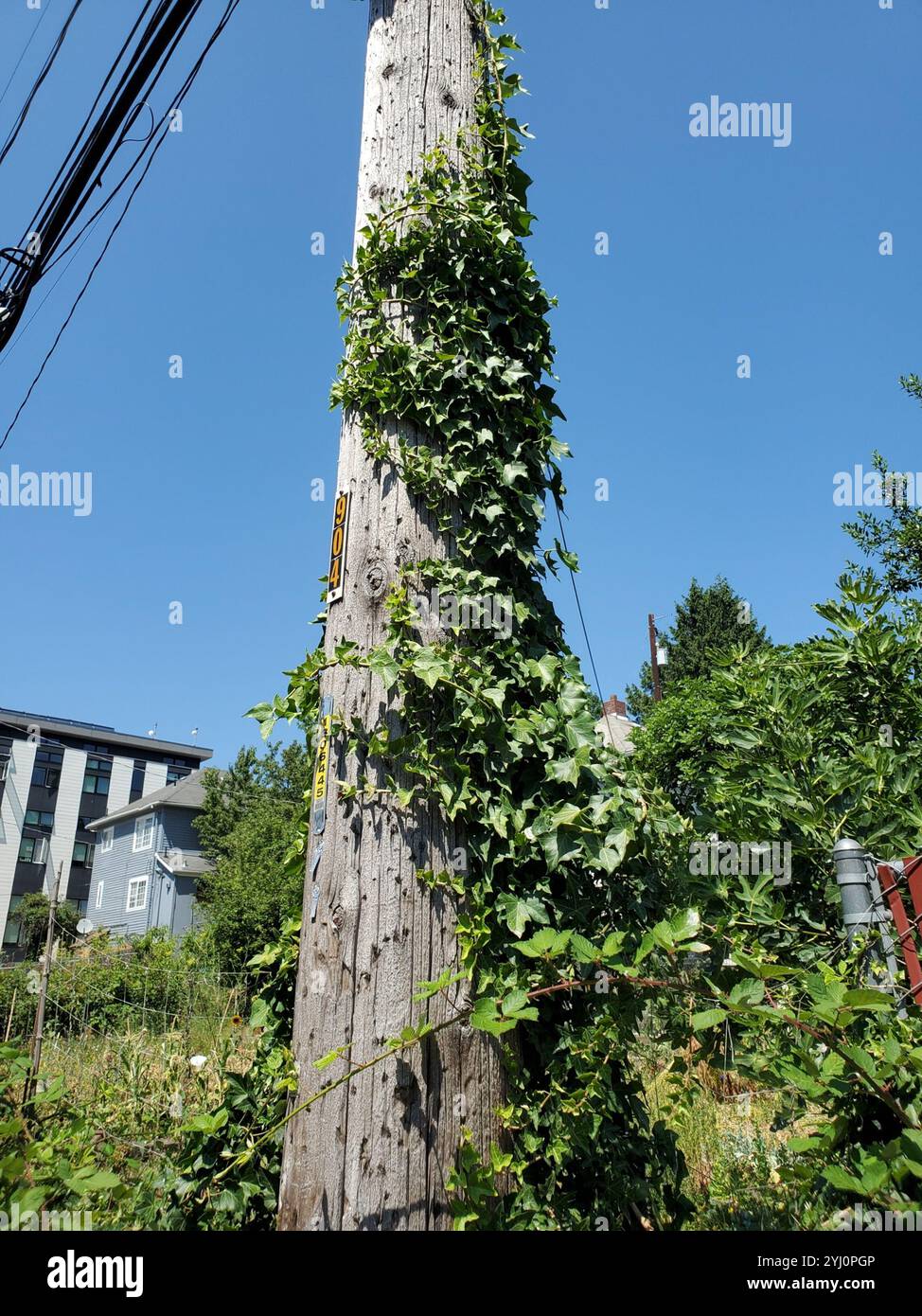 Atlantic Ivy (Hedera hibernica Stock Photo - Alamy