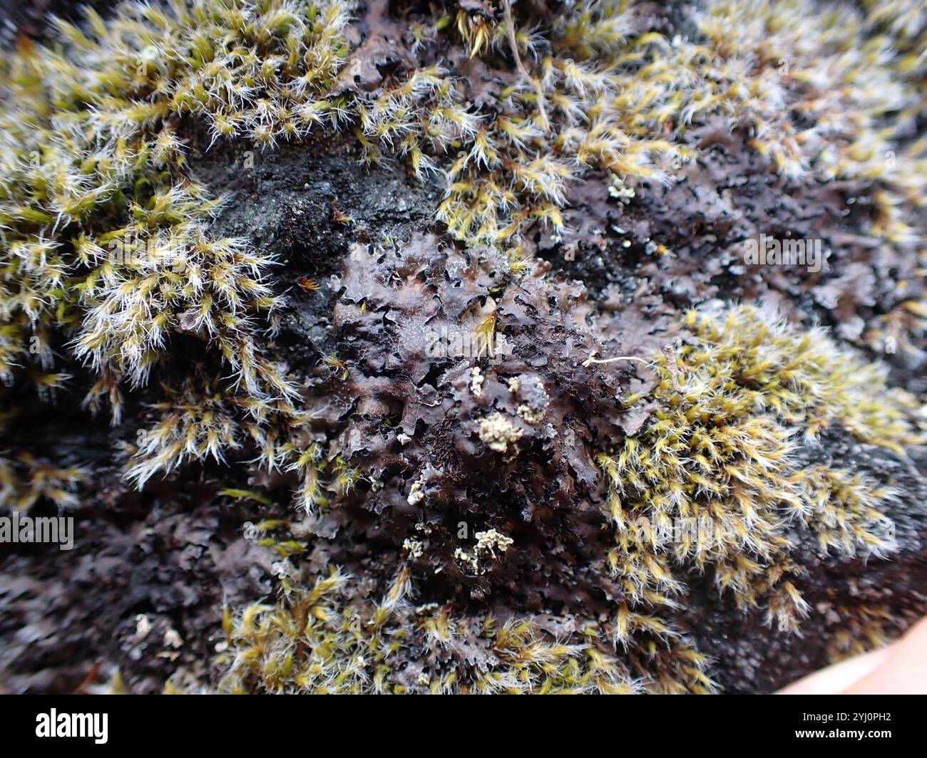 common lichens (Lecanoromycetes Stock Photo - Alamy