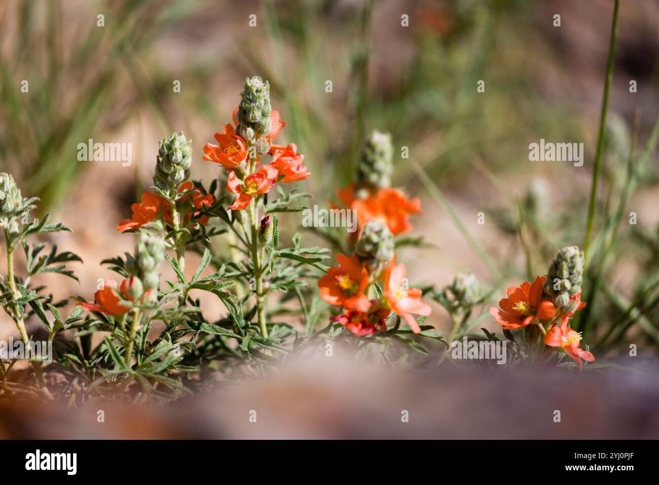 Orange globe mallow wildflowers blooming in the Bighorn Basin ...