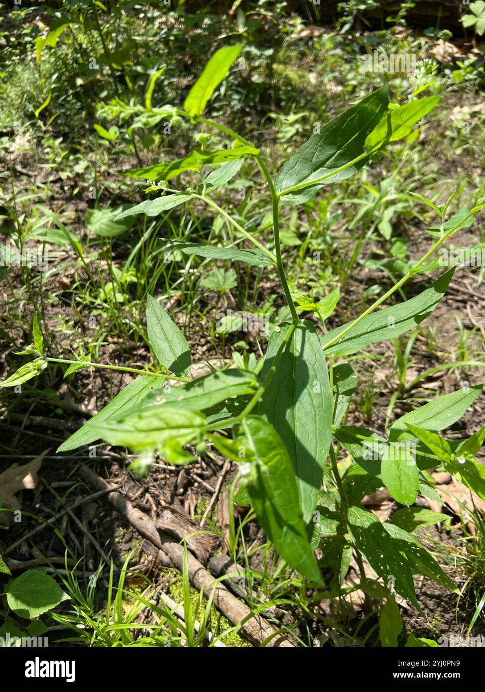 American gromwell hi-res stock photography and images - Alamy
