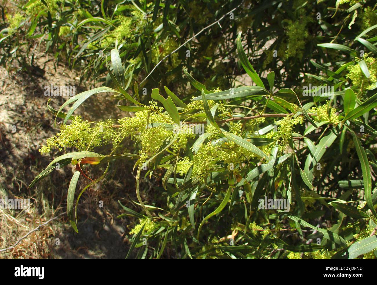 african sumac (Searsia lancea Stock Photo - Alamy