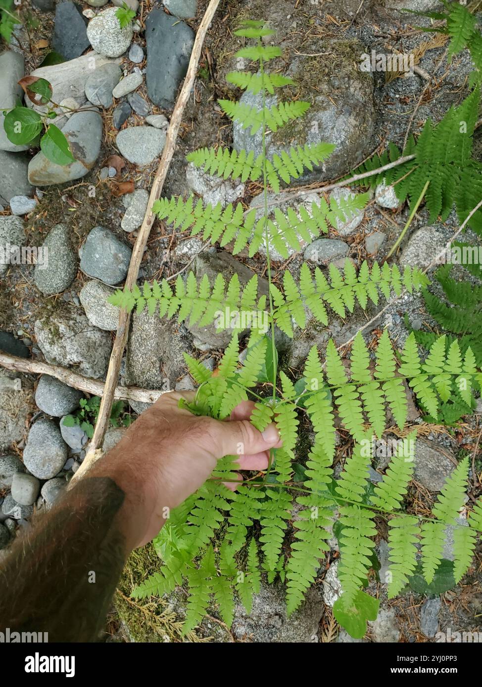 common bracken (Pteridium aquilinum Stock Photo - Alamy