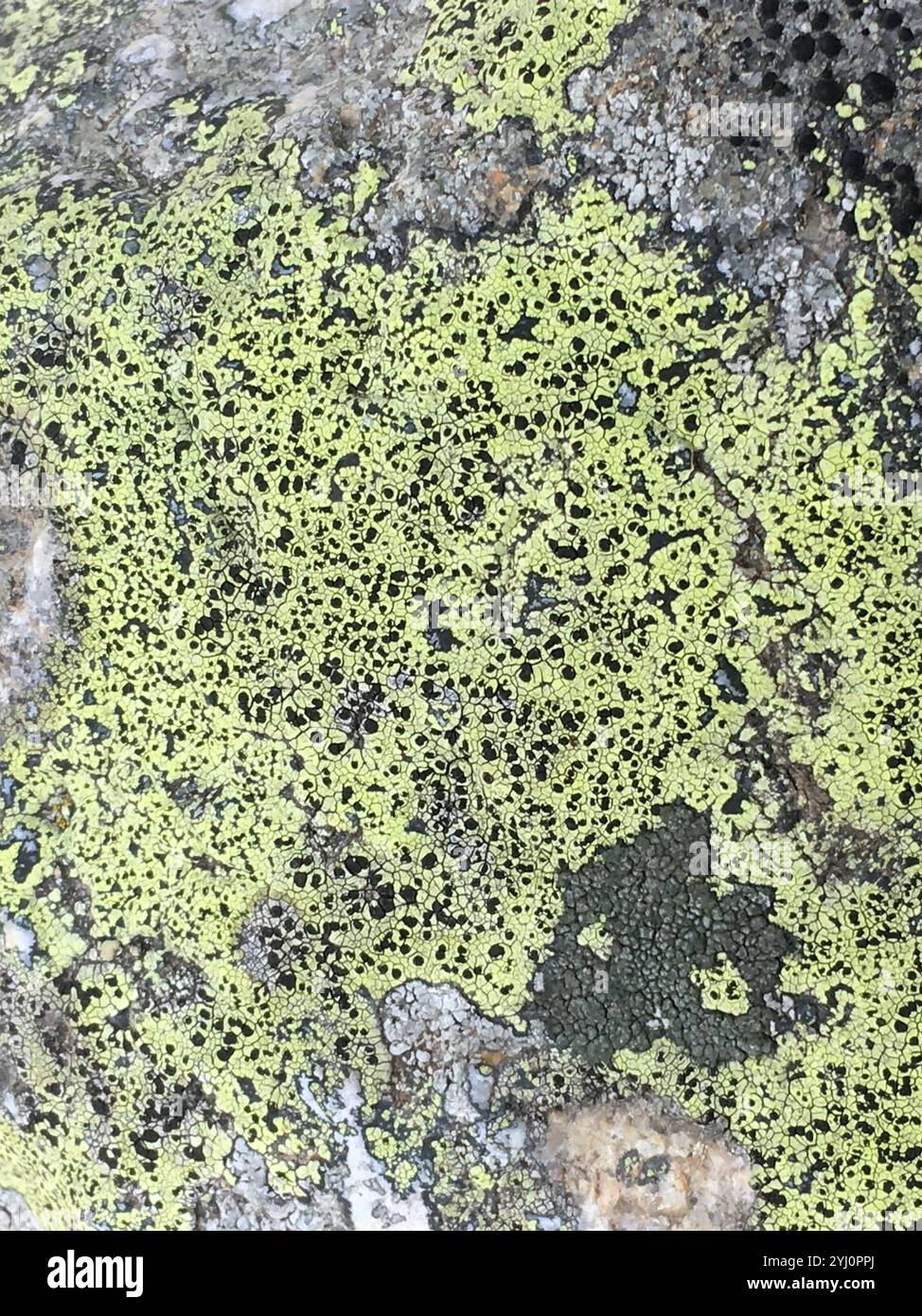 yellow map lichen (Rhizocarpon geographicum Stock Photo - Alamy