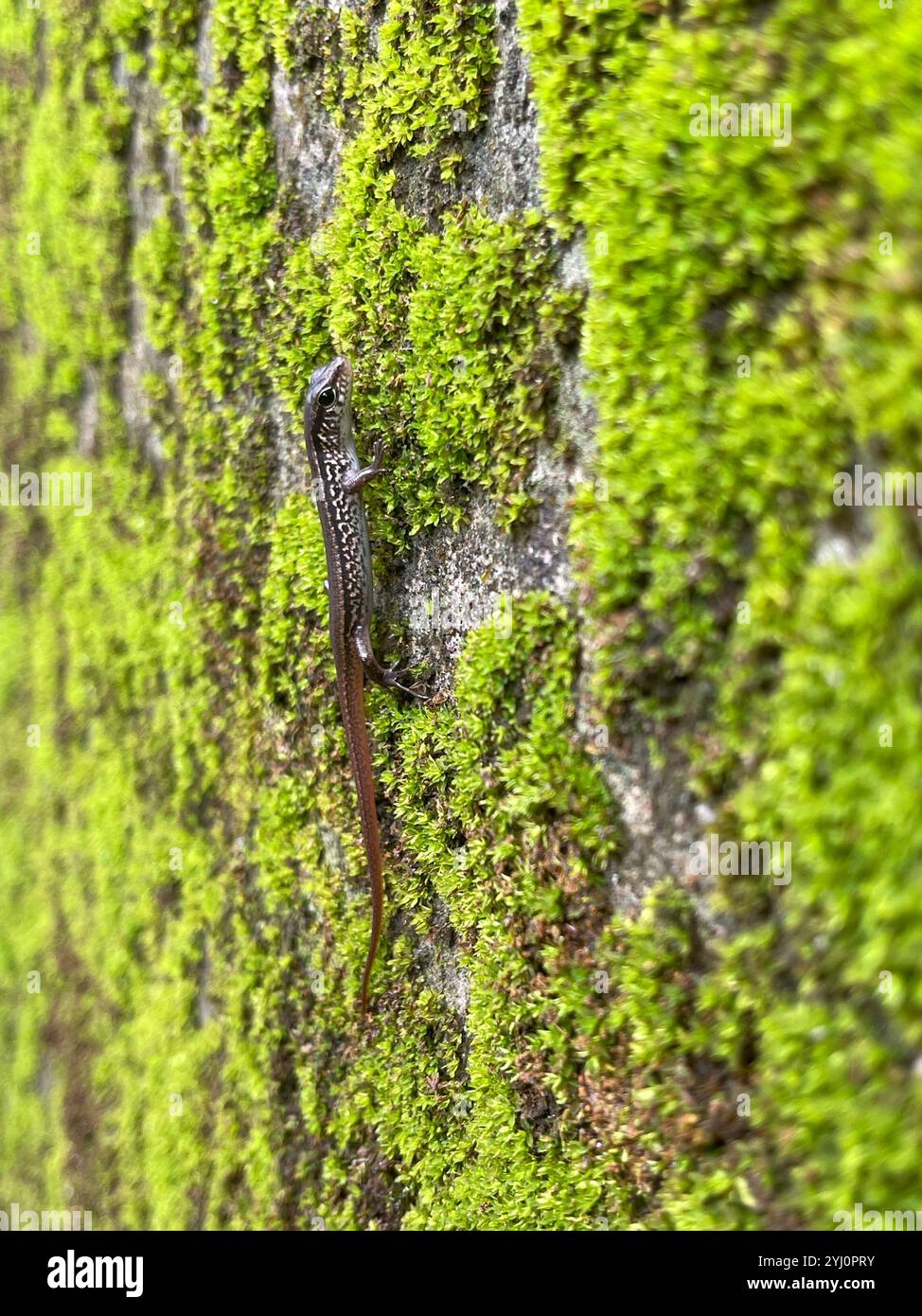 Indian Forest Skink (Sphenomorphus indicus Stock Photo - Alamy