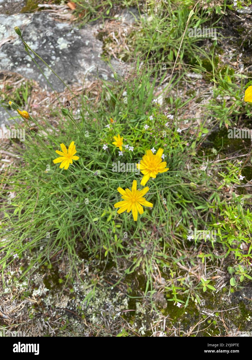 Dwarf dandelions (Krigia Stock Photo - Alamy